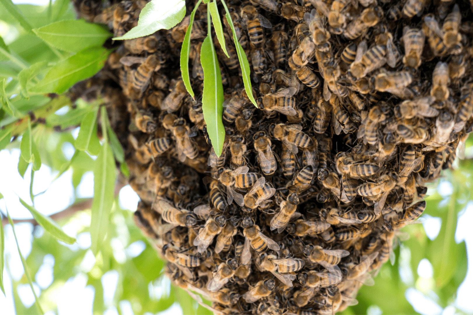 Honey Bee Colonies | What Are They & How Do They Work?