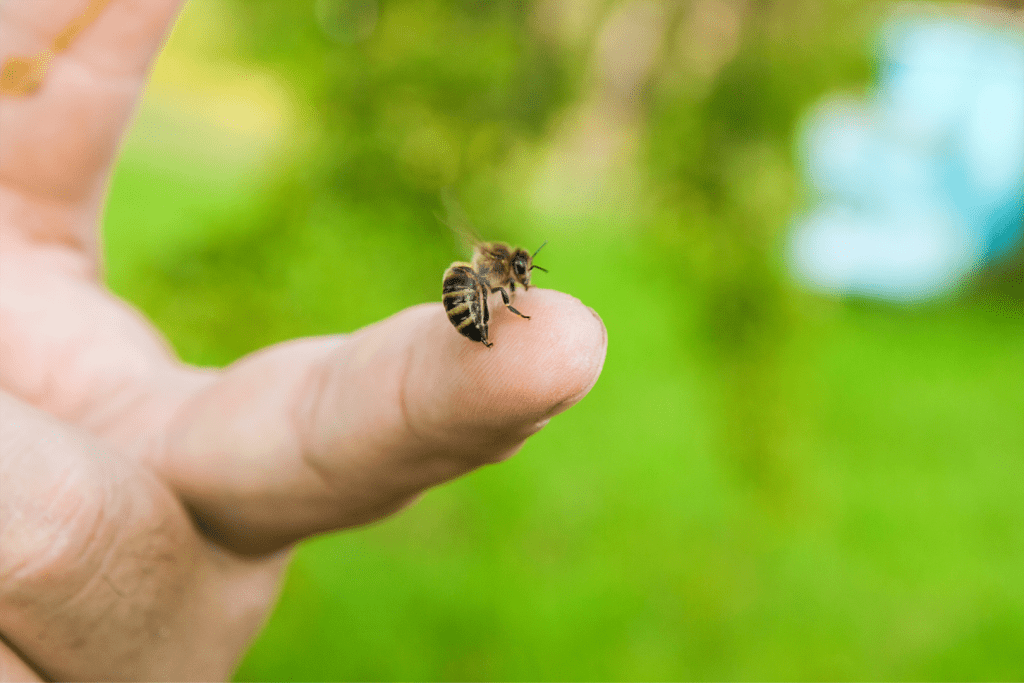 Do Bees Have Teeth? | What Do Bees Use Their Teeth For?
