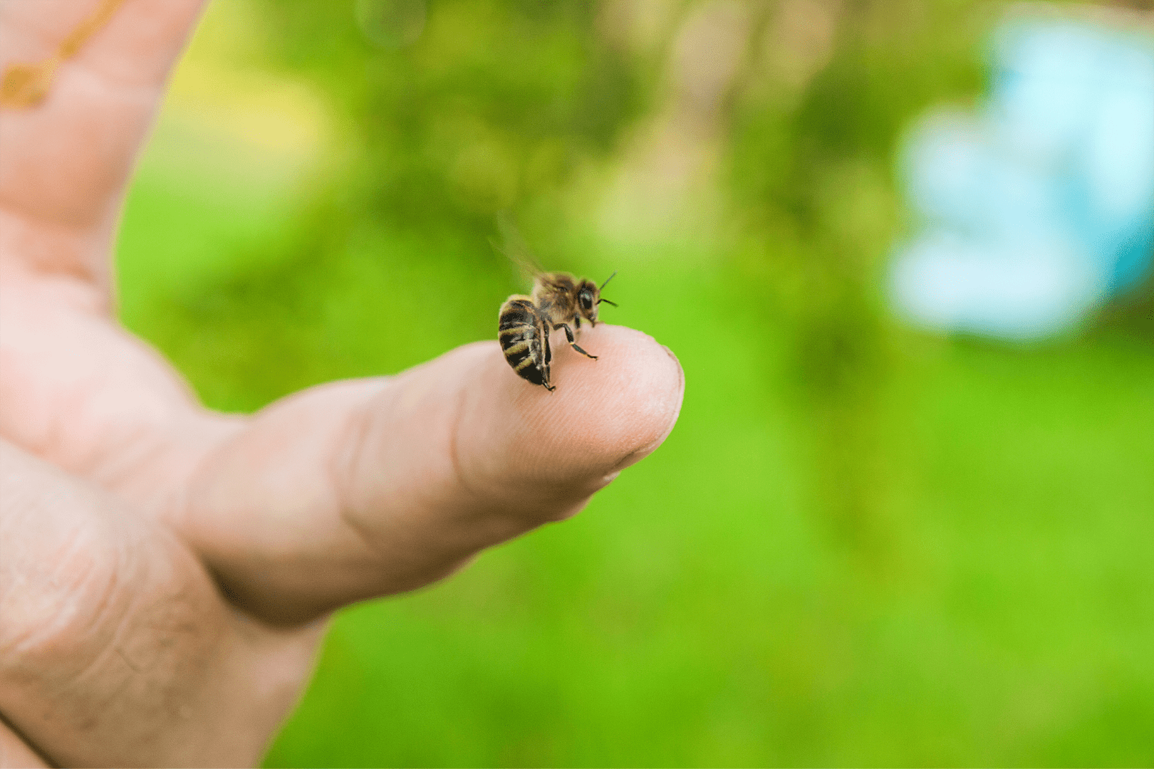 Honey Bee Sting | Symptoms & How To Prevent Them?