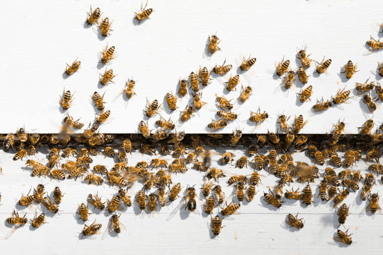Honey Bee Colonies | What Are They & How Do They Work?