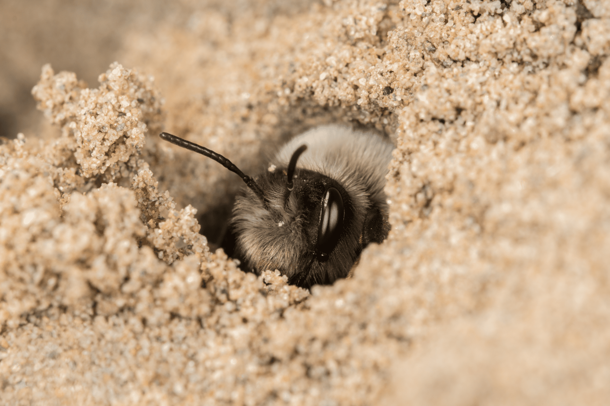 Ashy Mining Bee | The Stats & Facts You Need To Know