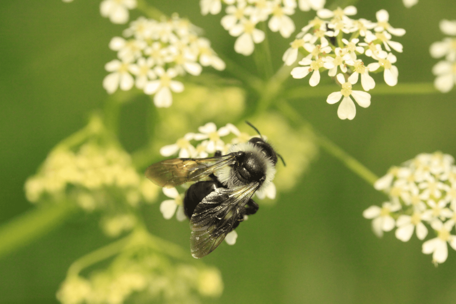Ashy Mining Bee | The Stats & Facts You Need To Know