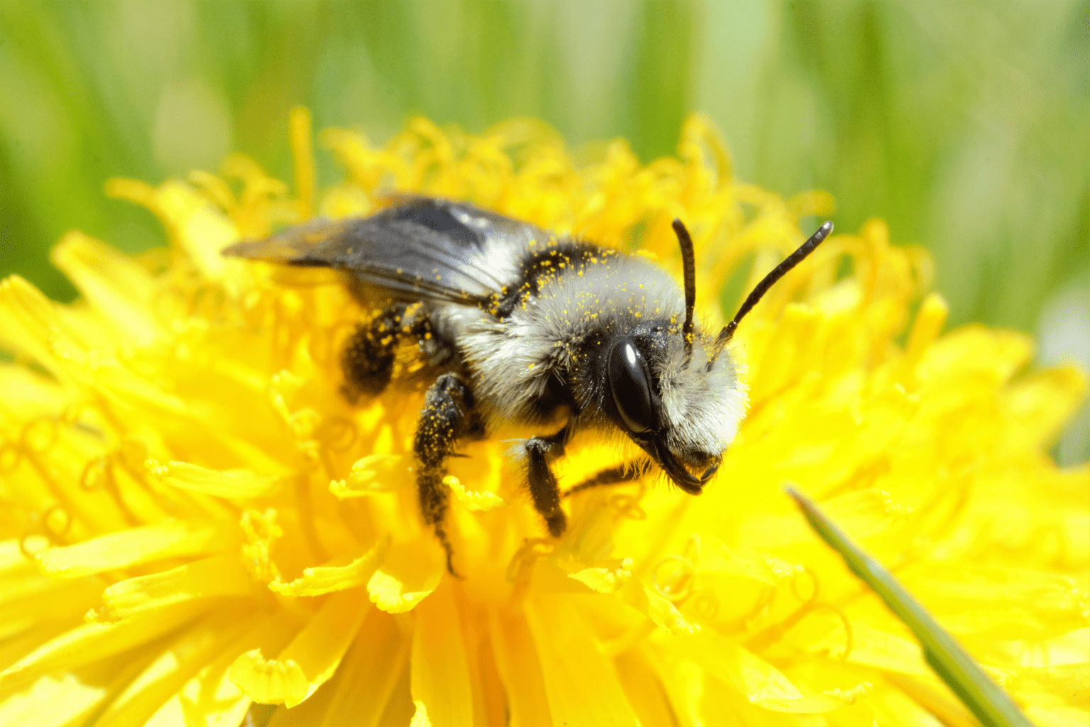 Ashy Mining Bee | The Stats & Facts You Need To Know