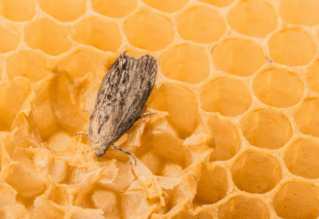 What Is A Wax Moth | 10 Facts You Didn't Know | BeesWiki