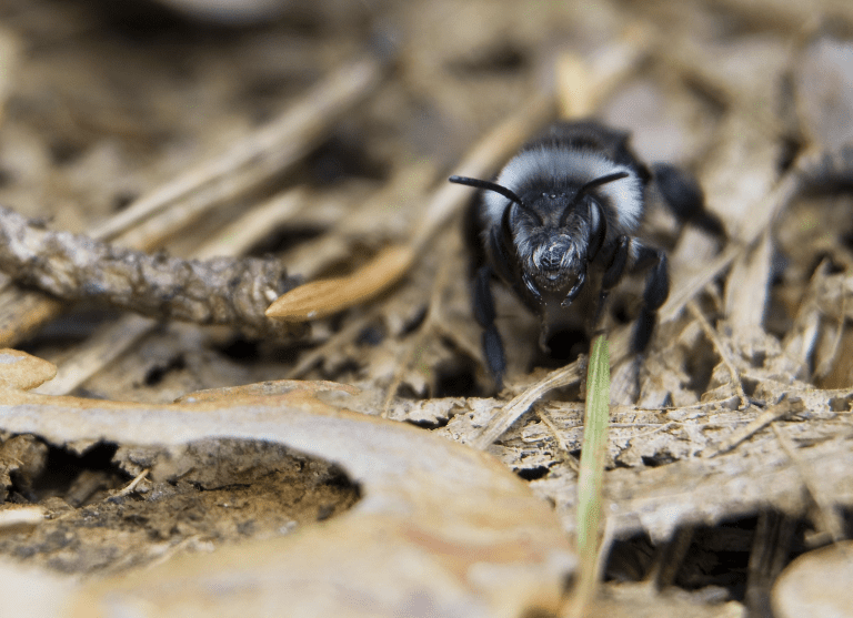 Ashy Mining Bee | The Stats & Facts You Need To Know