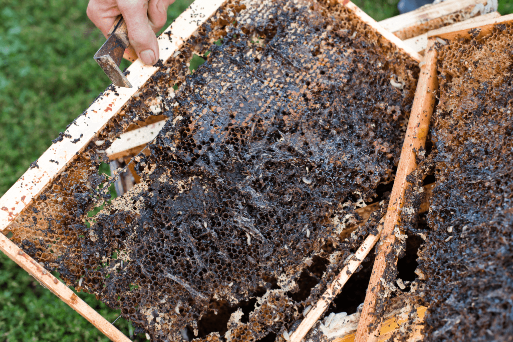 What Is A Wax Moth | 10 Facts You Didn't Know | BeesWiki