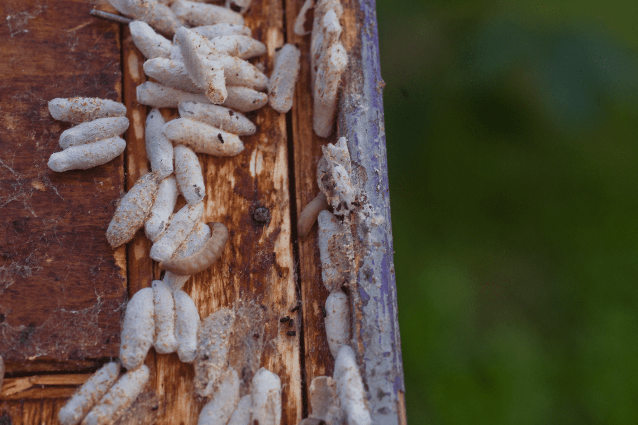 What Is A Wax Moth | 10 Facts You Didn't Know | BeesWiki