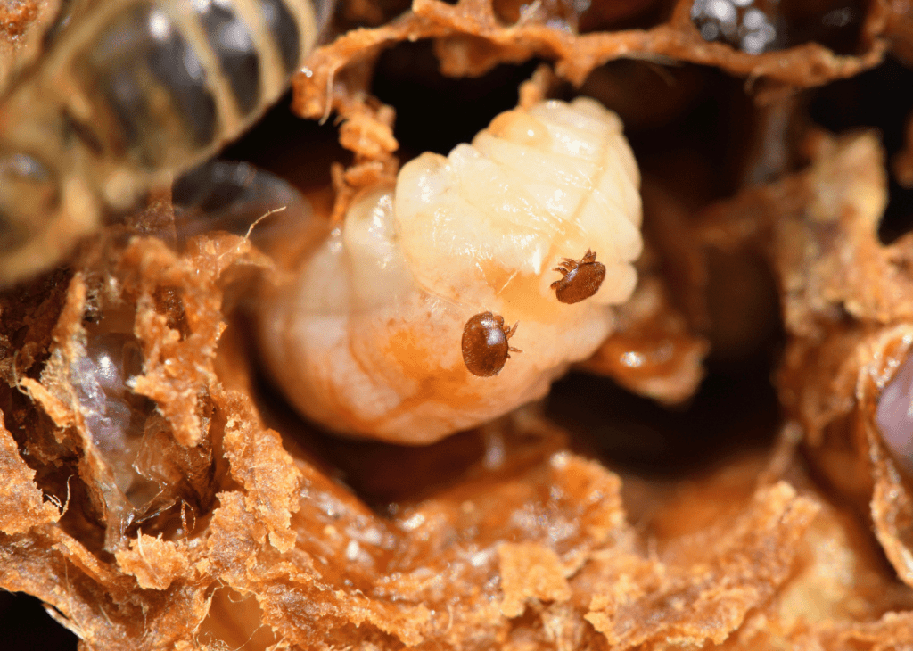What Is A Varroa Mite? | 15 Facts On This Honey Bee Parasite