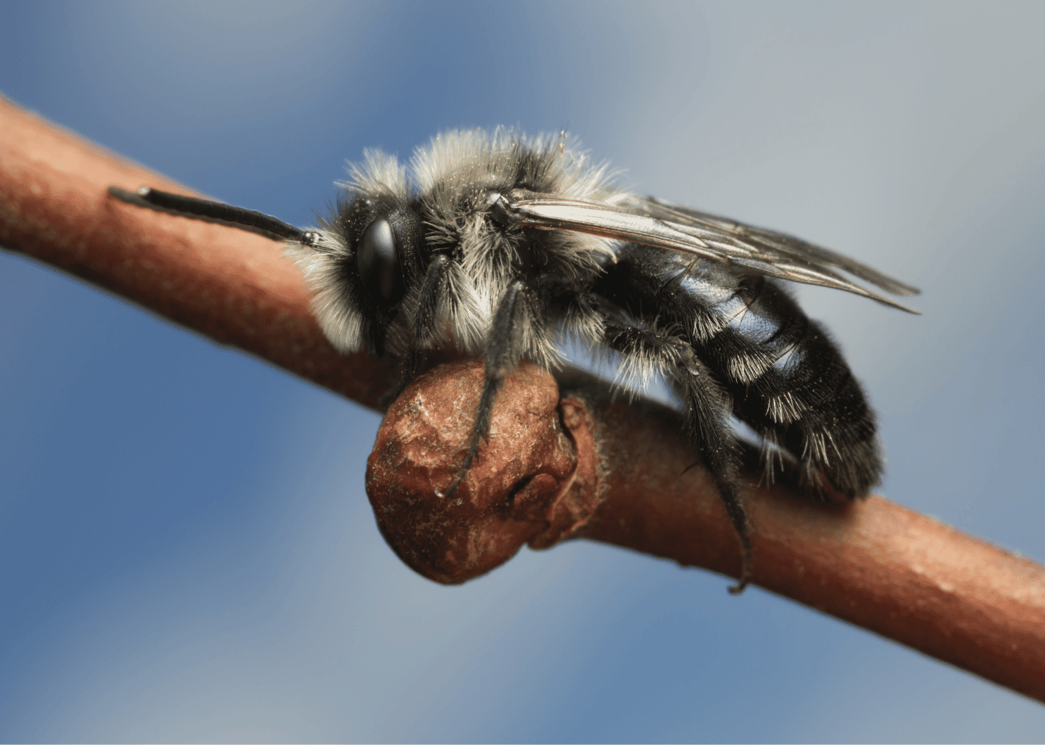Ashy Mining Bee | The Stats & Facts You Need To Know