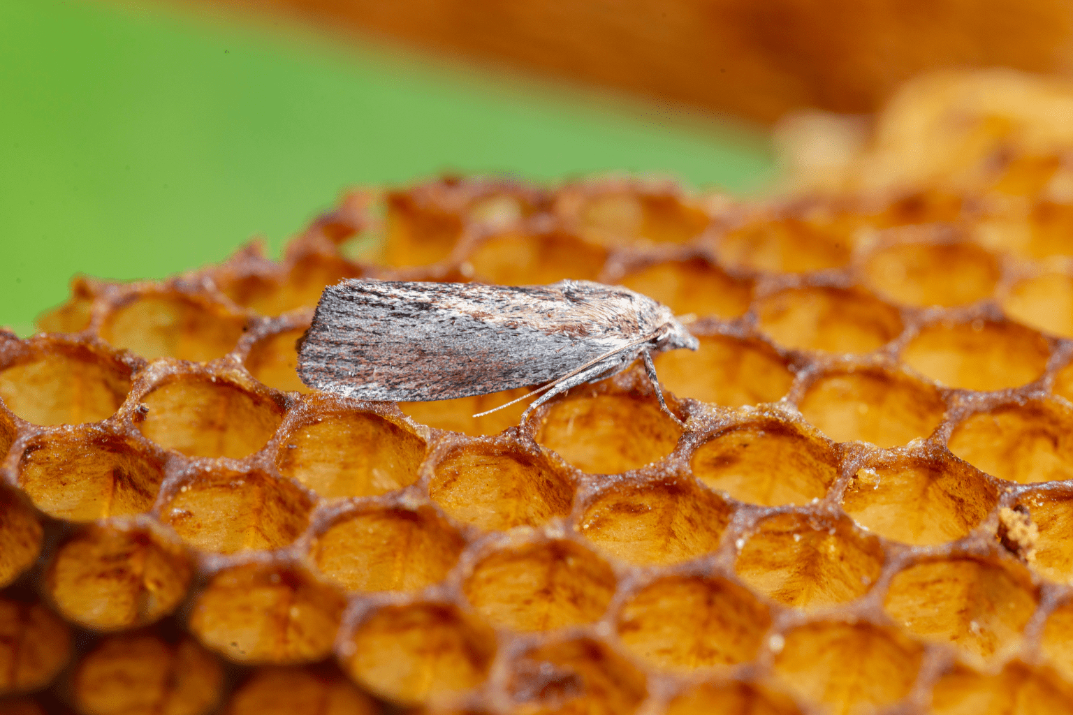 What Is A Wax Moth | 10 Facts You Didn't Know | BeesWiki
