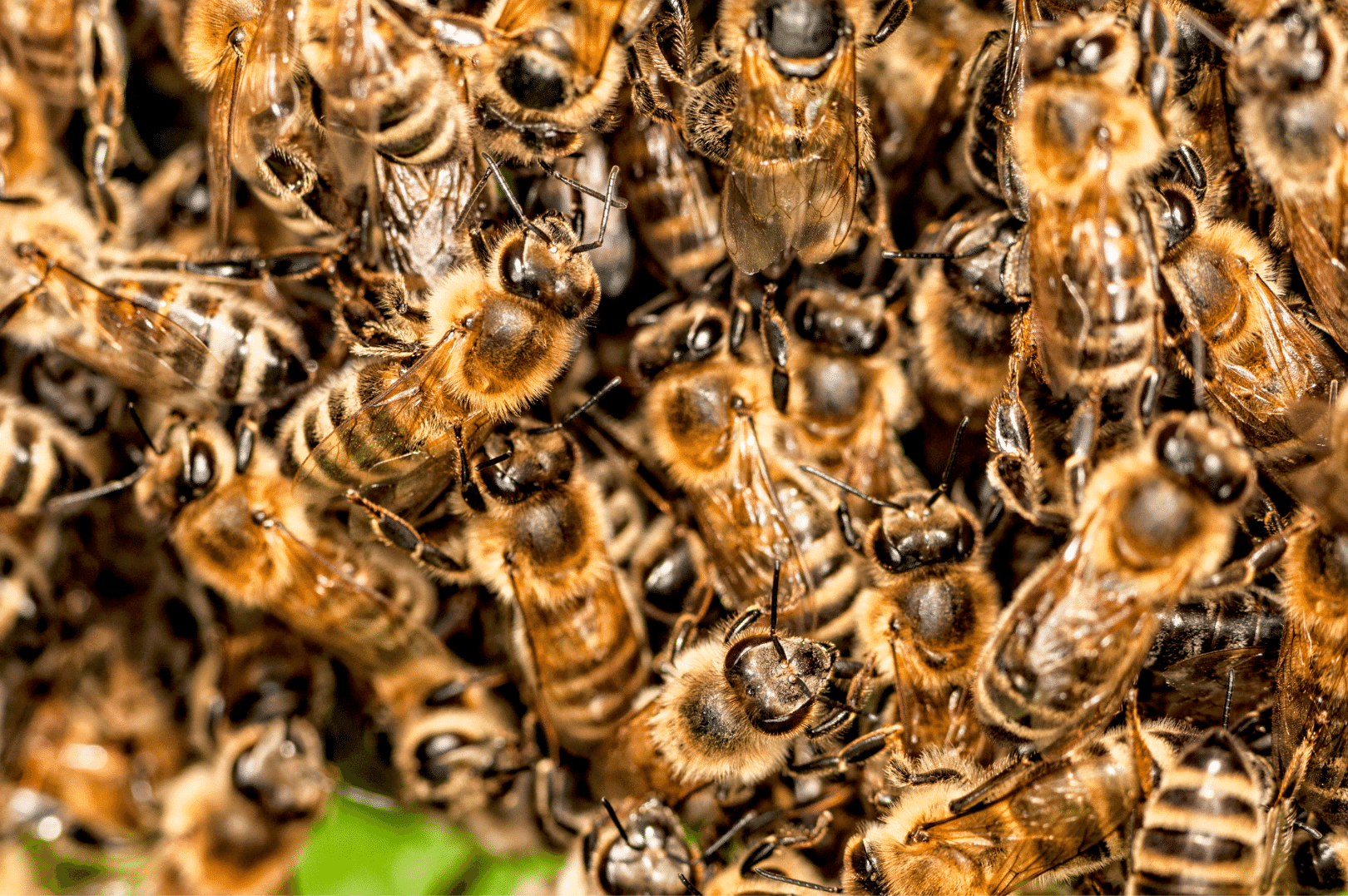 What Is A Giant Honey Bee? | 8 Must-Know Facts | BeesWiki