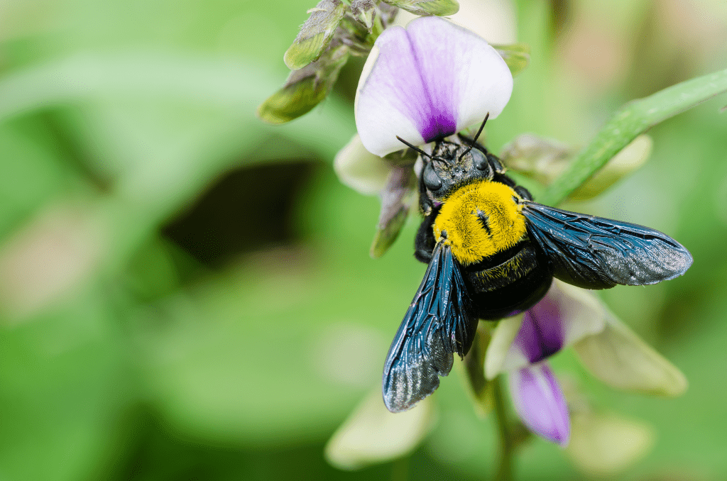 What Is An Eastern Carpenter Bee? | The Facts | BeesWiki