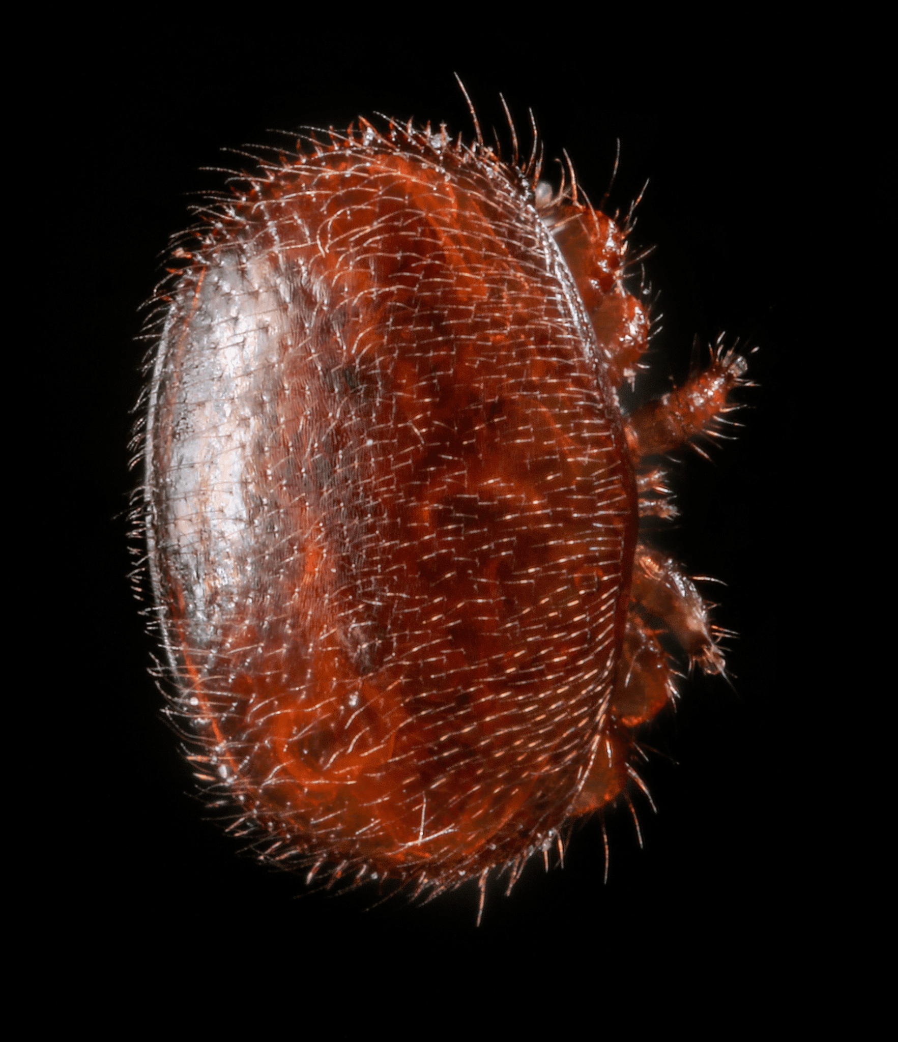 What Is A Varroa Mite? | 15 Facts On This Honey Bee Parasite