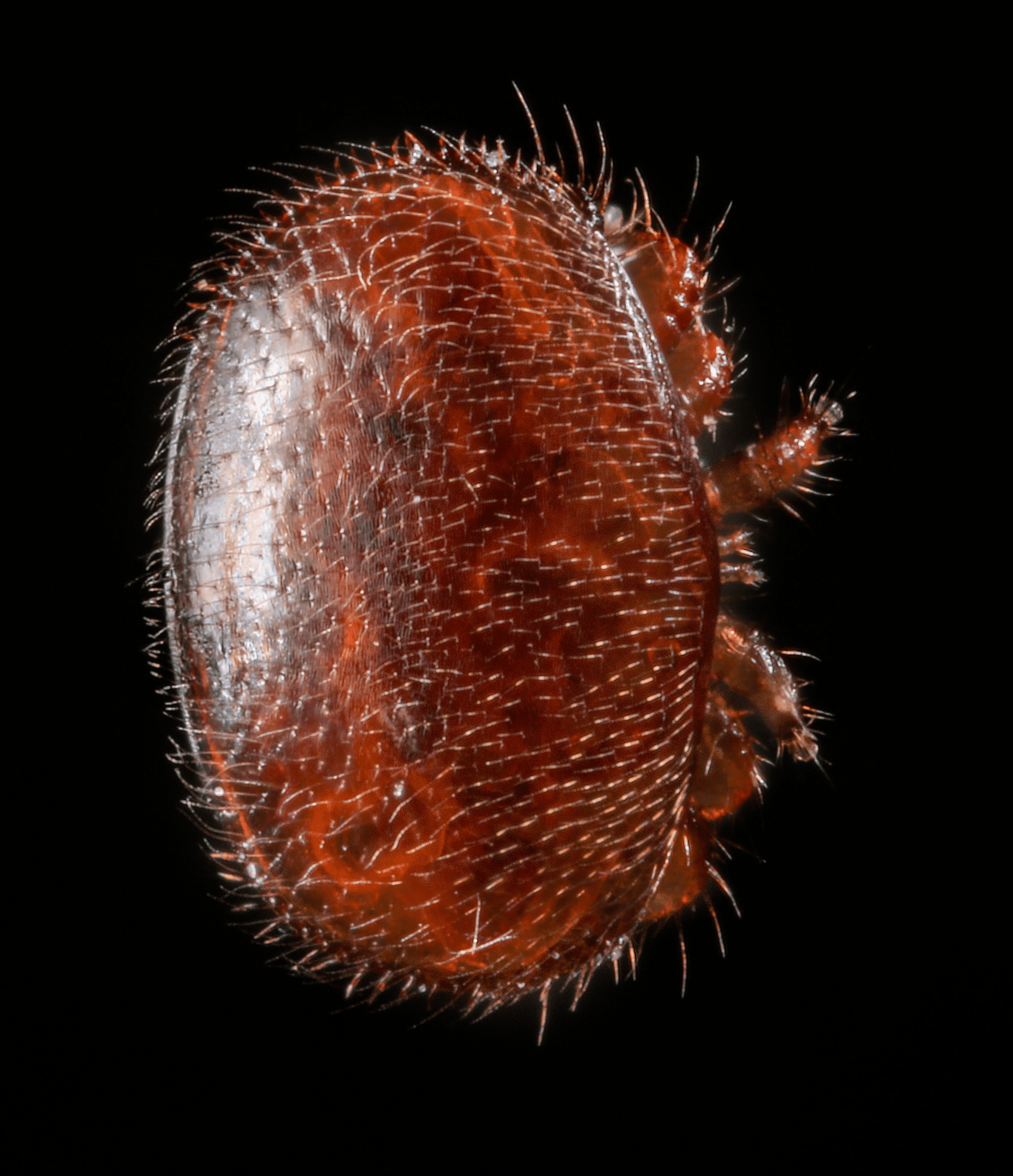 What Is A Varroa Mite? | 15 Facts On This Honey Bee Parasite