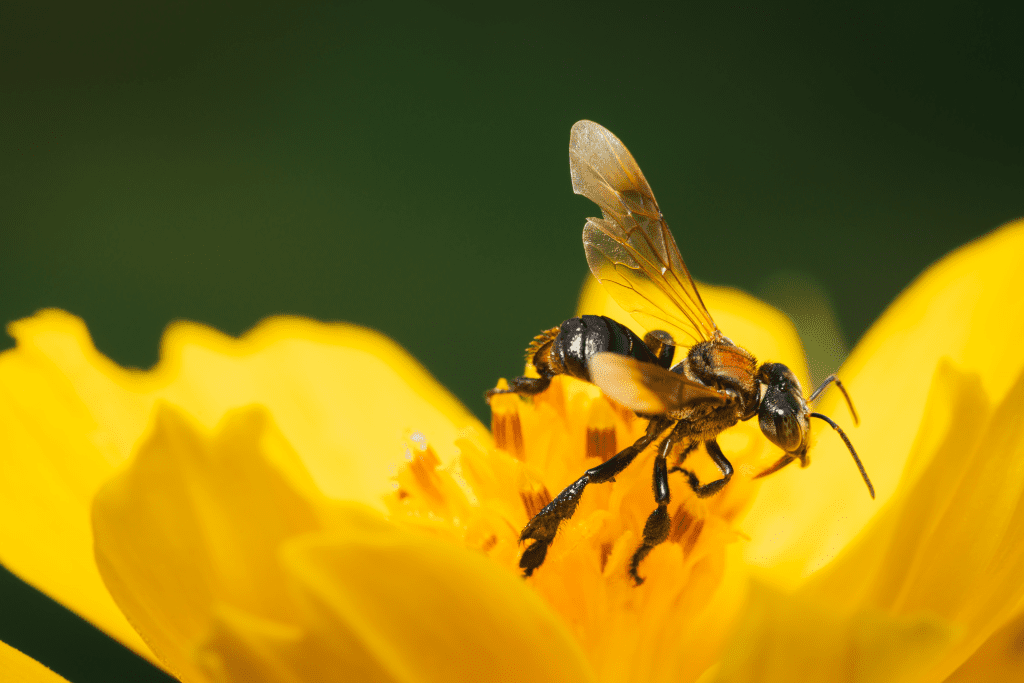 What Is A Stingless Bee? | Here's What You Need To Know