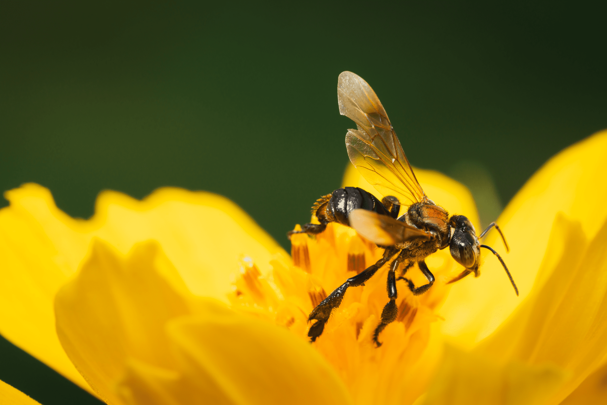 What Is A Stingless Bee Here S What You Need To Know