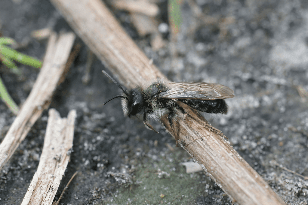 What Are Andrena Bees? | 7 Facts You Didn't Know | BeesWiki