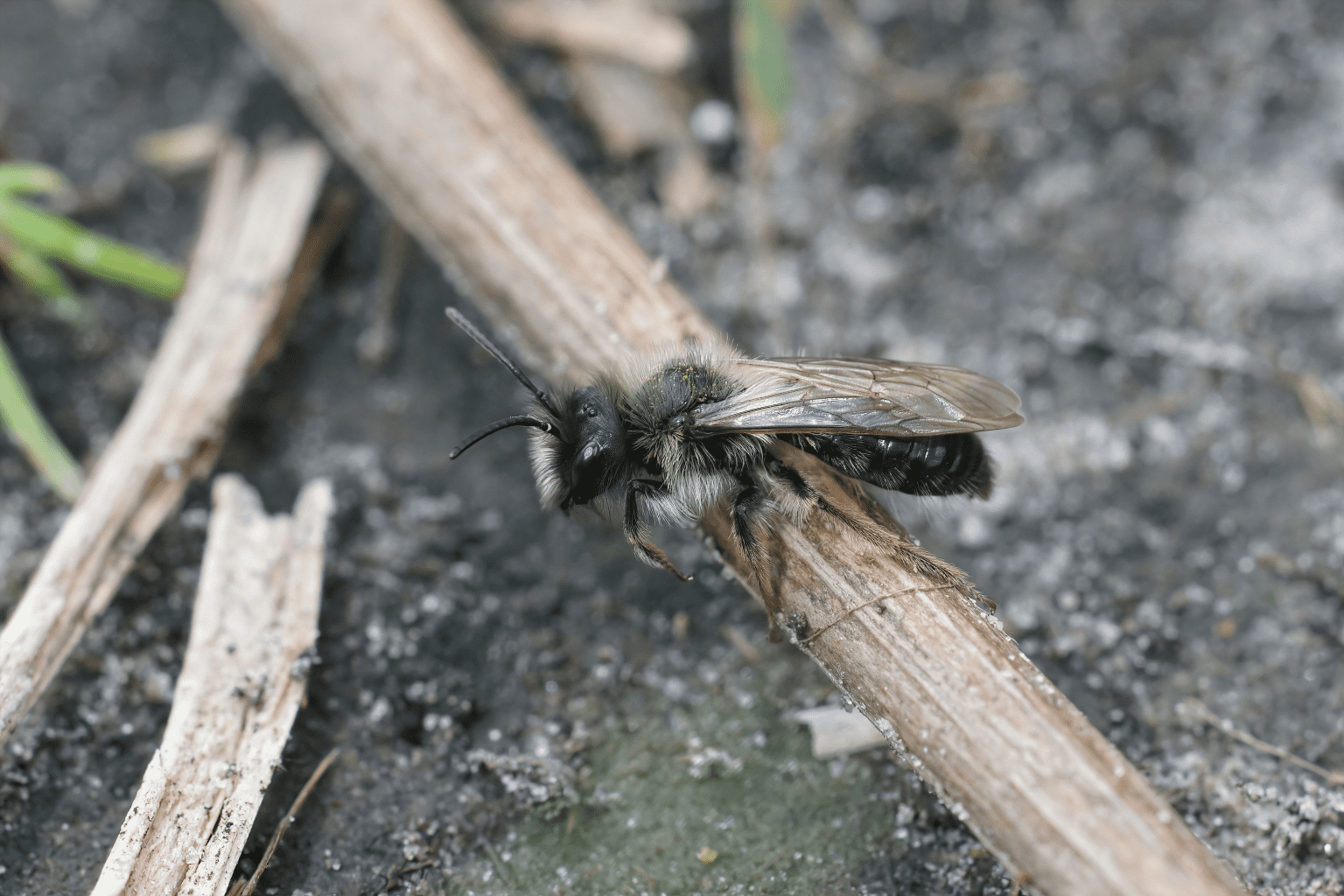 What Are Andrena Bees? | 7 Facts You Didn't Know | BeesWiki