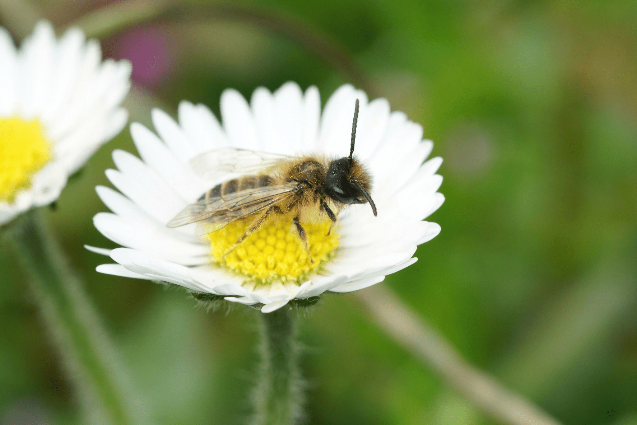 What Are Andrena Bees? | 7 Facts You Didn't Know | BeesWiki