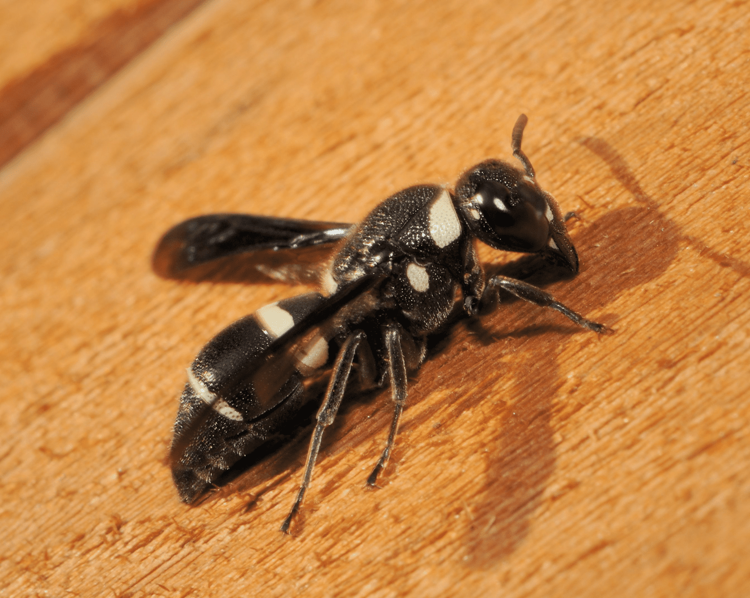 What Is A Four-toothed Mason Wasp? | 10 Must Know Facts