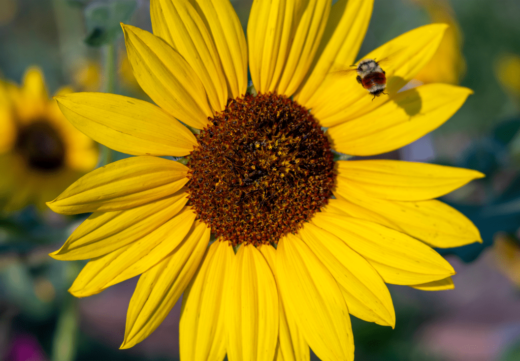 What Is An Orange-belted Bumblebee? | A Deep Dive | BeesWiki