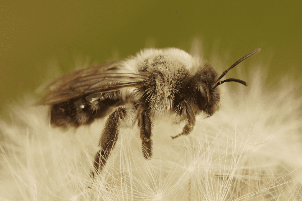 What Are Andrena Bees? | 7 Facts You Didn't Know | BeesWiki