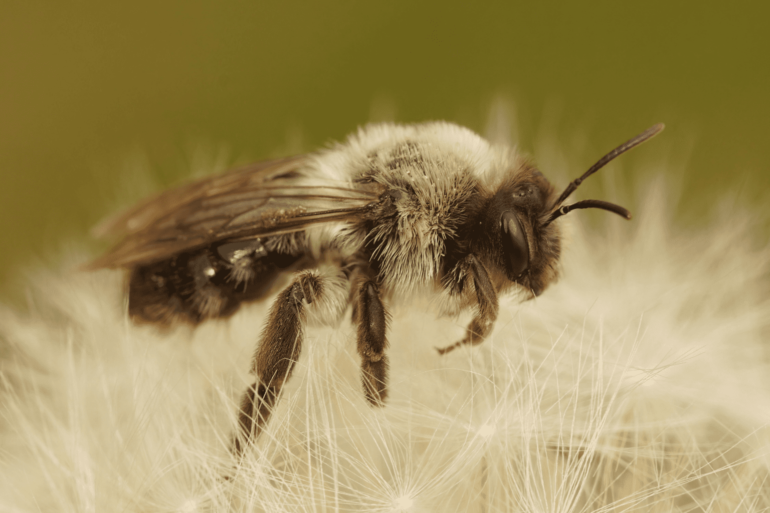 What Are Andrena Bees? | 7 Facts You Didn't Know | BeesWiki