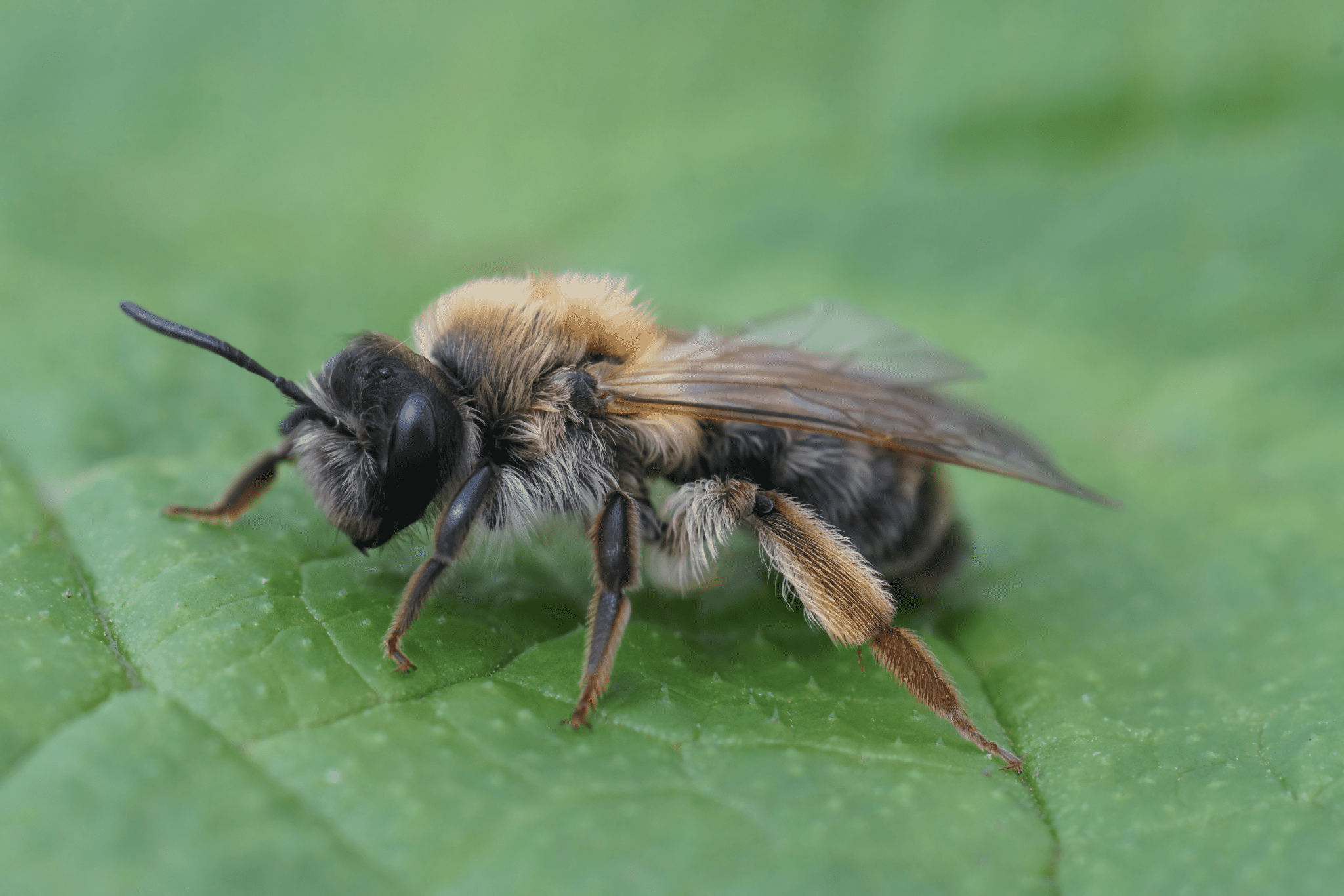 What Are Andrena Bees? | 7 Facts You Didn't Know | BeesWiki