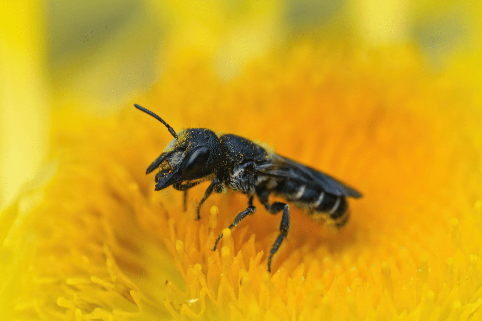 What Is A Giant Resin Bee? | 12 Must Know Facts | BeesWiki