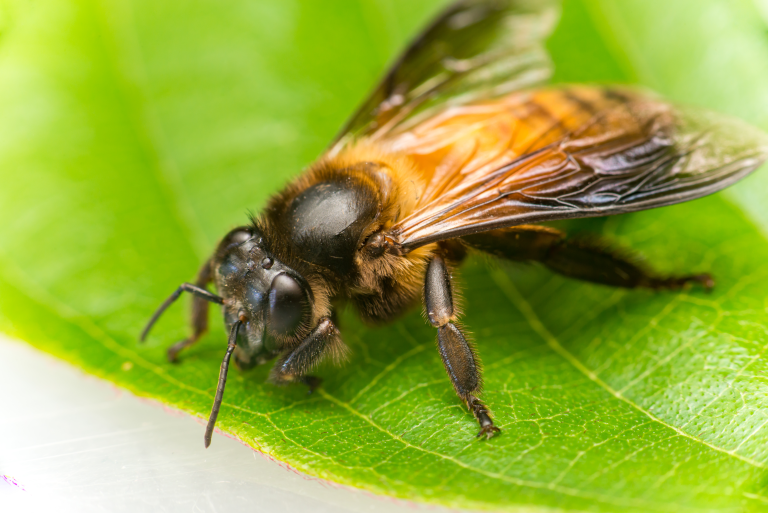 What Is A Bee Fly? | 10 Facts About This 'Bee Mimic'