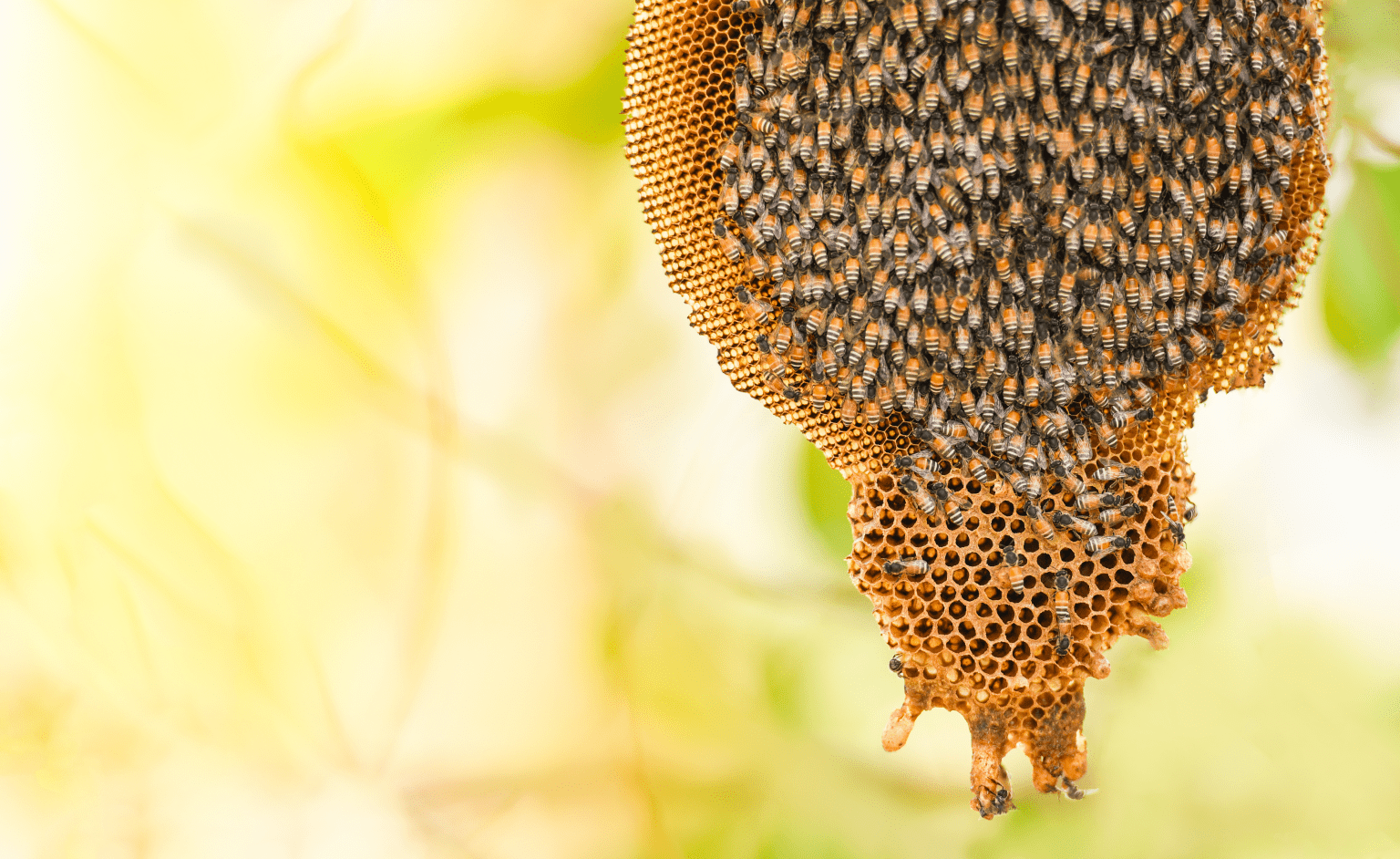 What Is A Giant Honey Bee? | 8 Must-Know Facts | BeesWiki