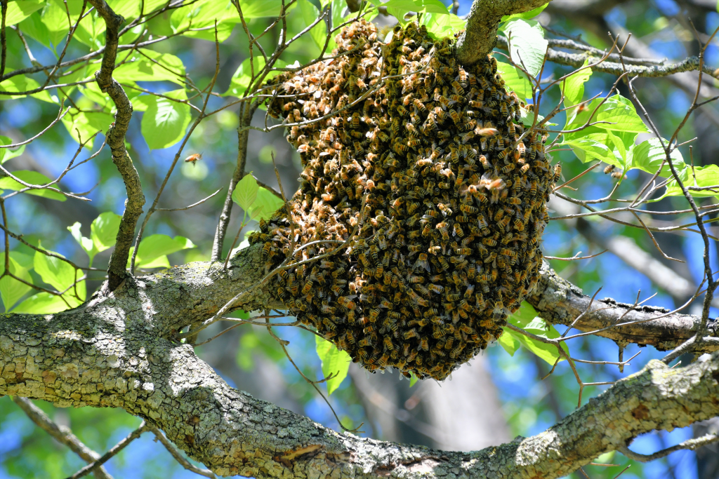 What Are Scout Bees? | What Makes Them So Important?