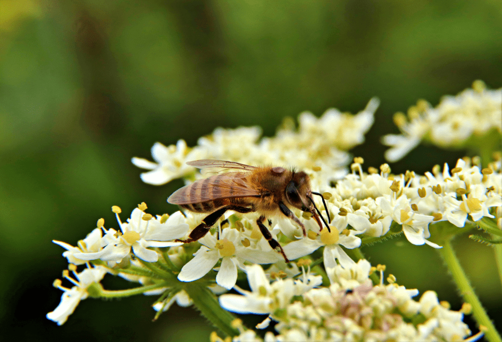 What Is A Varroa Mite? | 15 Facts On This Honey Bee Parasite