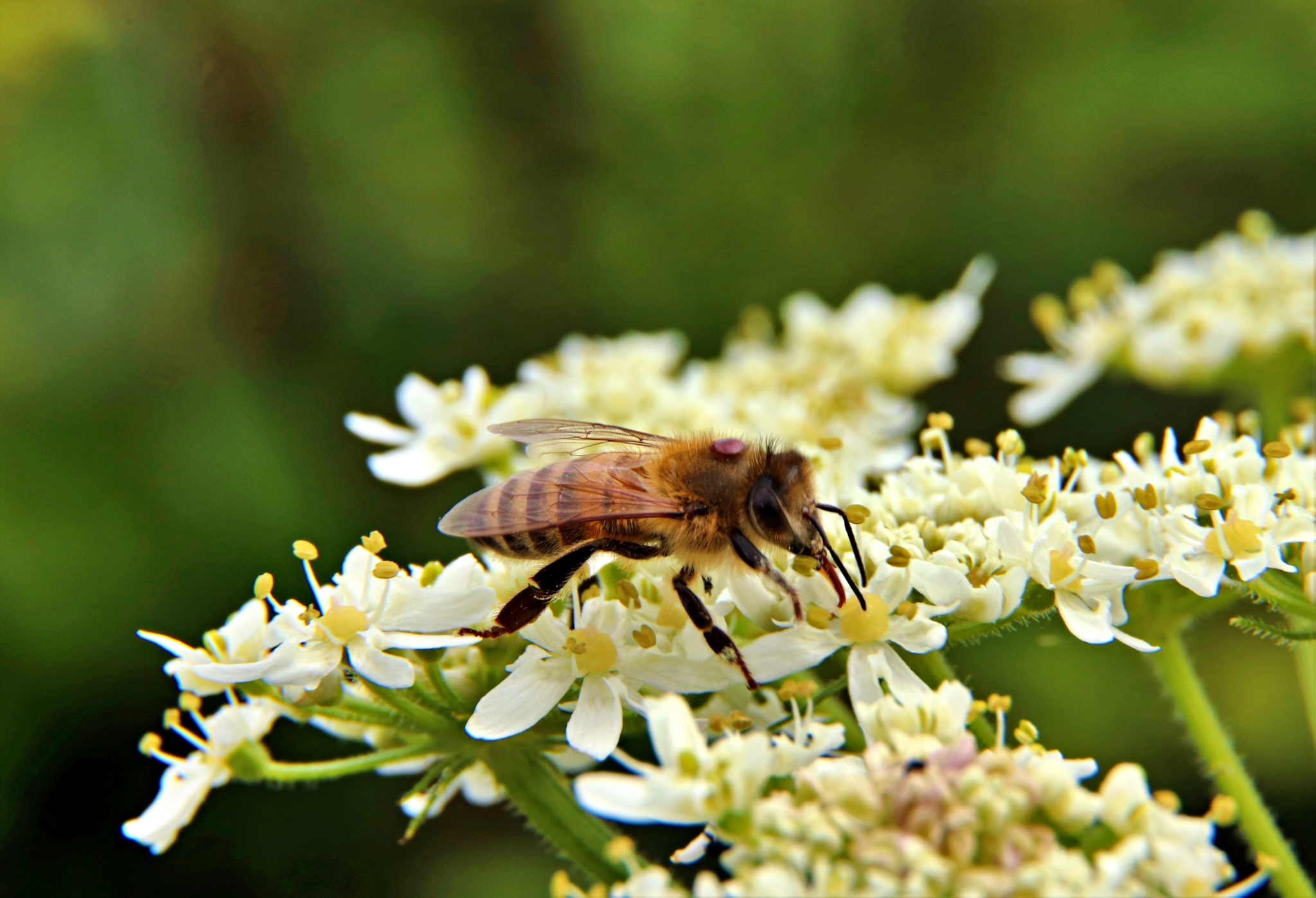 What Is A Varroa Mite? | 15 Facts On This Honey Bee Parasite
