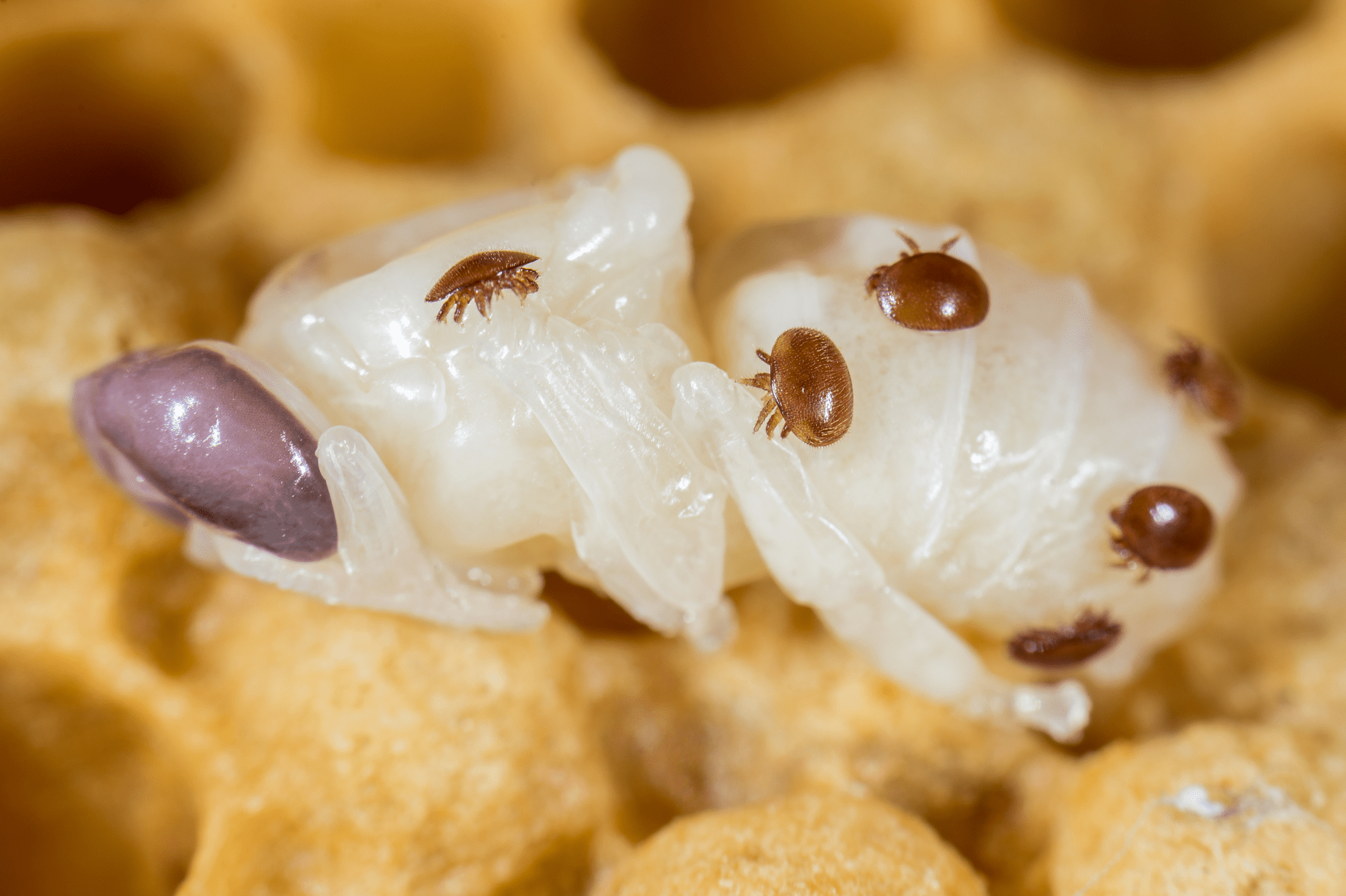 What Is A Varroa Mite? | 15 Facts On This Honey Bee Parasite