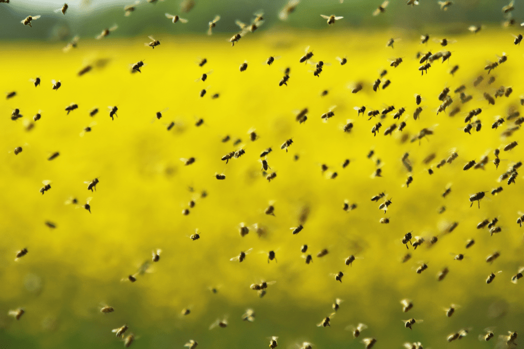 What Are Scout Bees? | What Makes Them So Important?