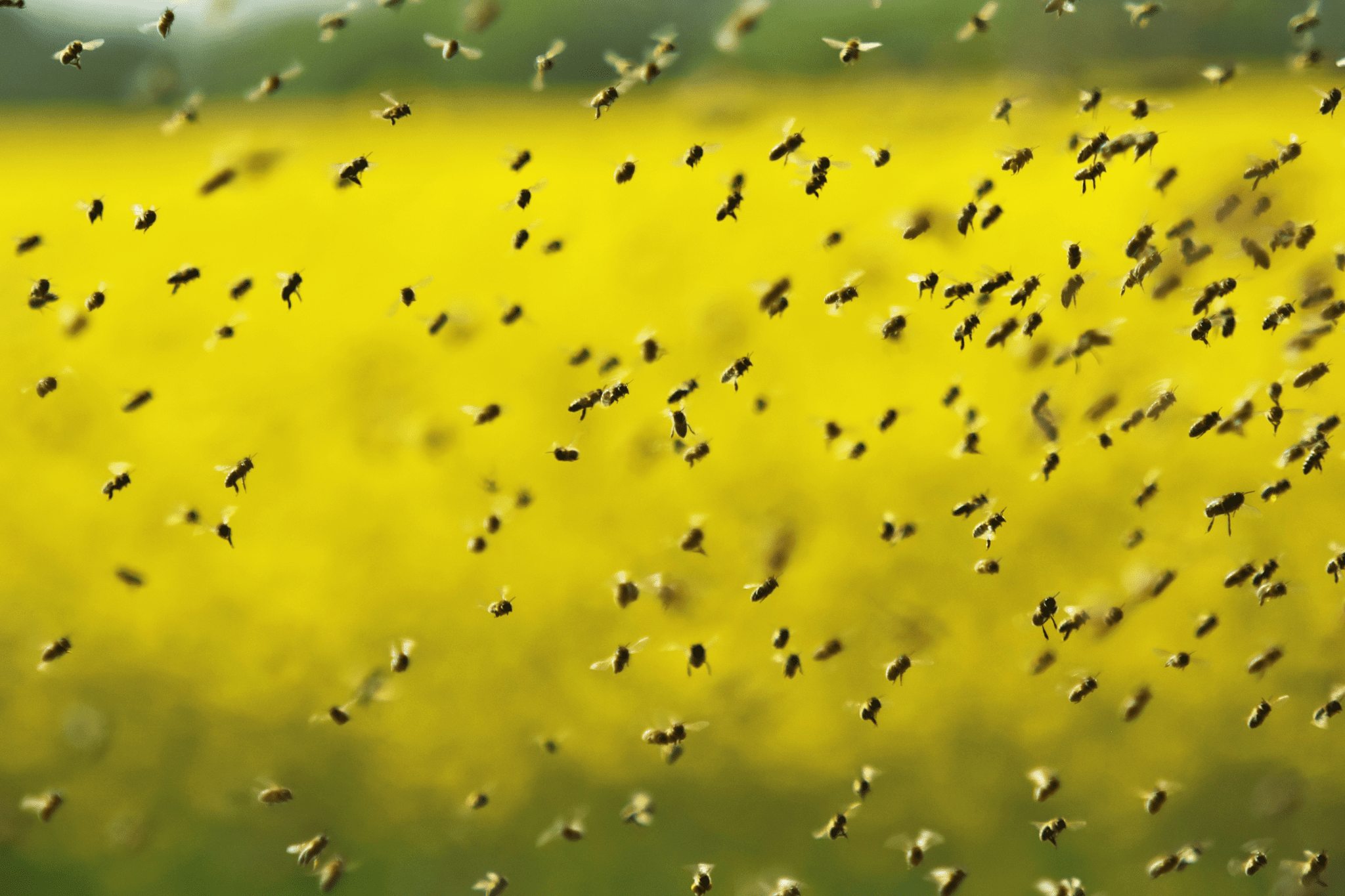 What Are Scout Bees? | What Makes Them So Important?