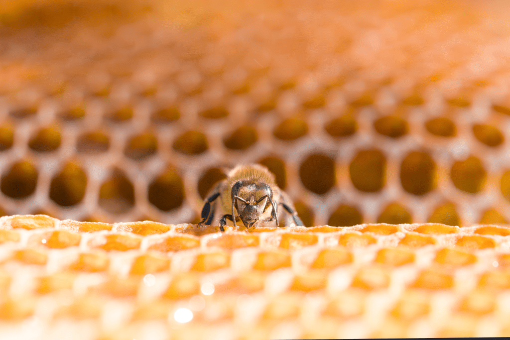 What Are Scout Bees? | What Makes Them So Important?