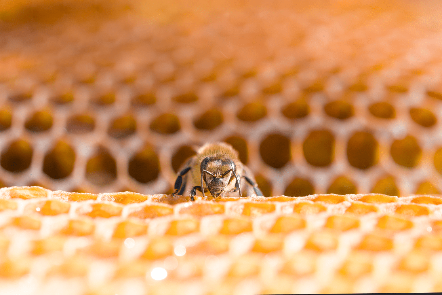 What Are Scout Bees? | What Makes Them So Important?