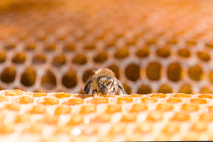 What Are Scout Bees? | What Makes Them So Important?