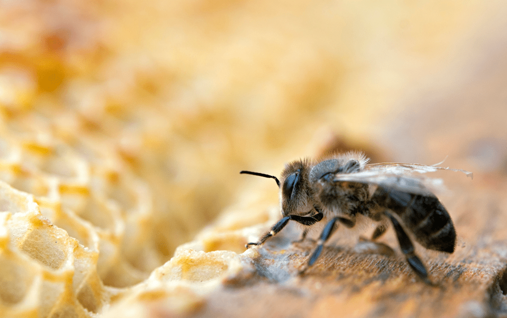 What Are Scout Bees? | What Makes Them So Important?
