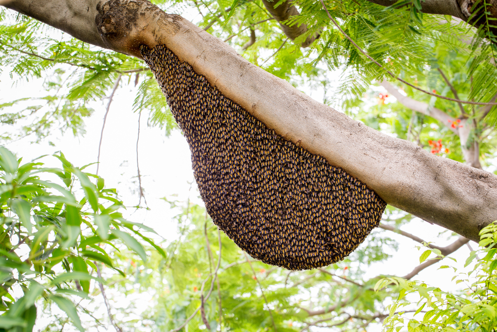 What Is A Giant Honey Bee? | 8 Must-Know Facts | BeesWiki