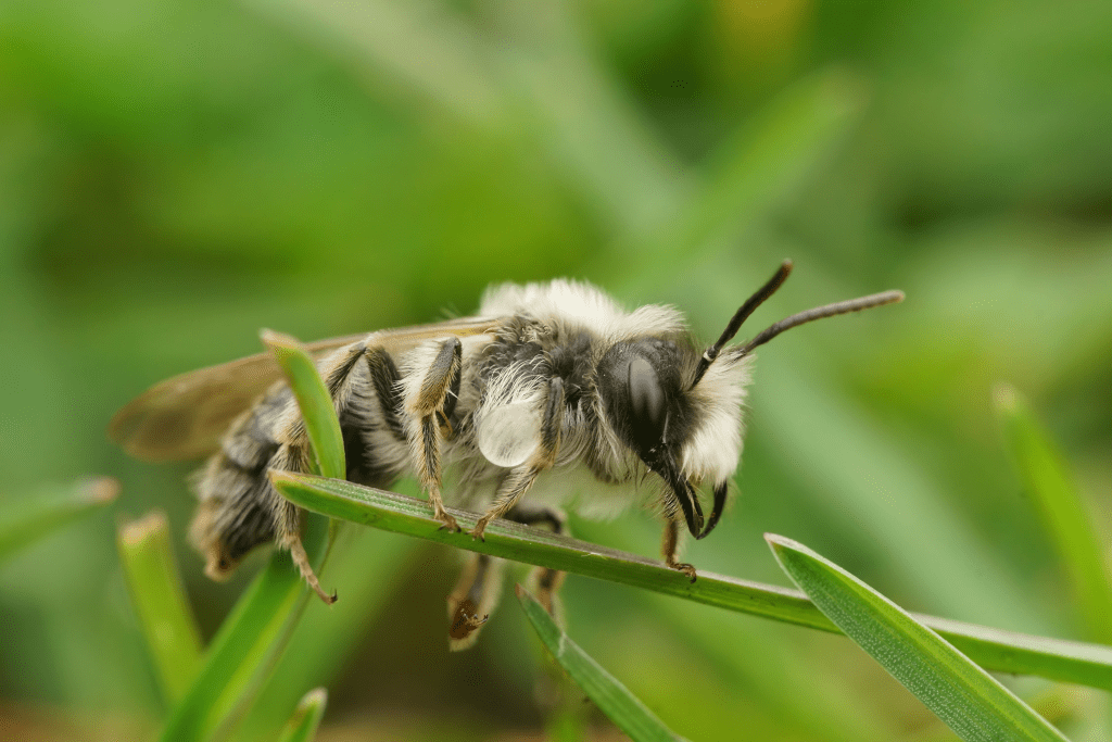 What Are Andrena Bees? | 7 Facts You Didn't Know | BeesWiki
