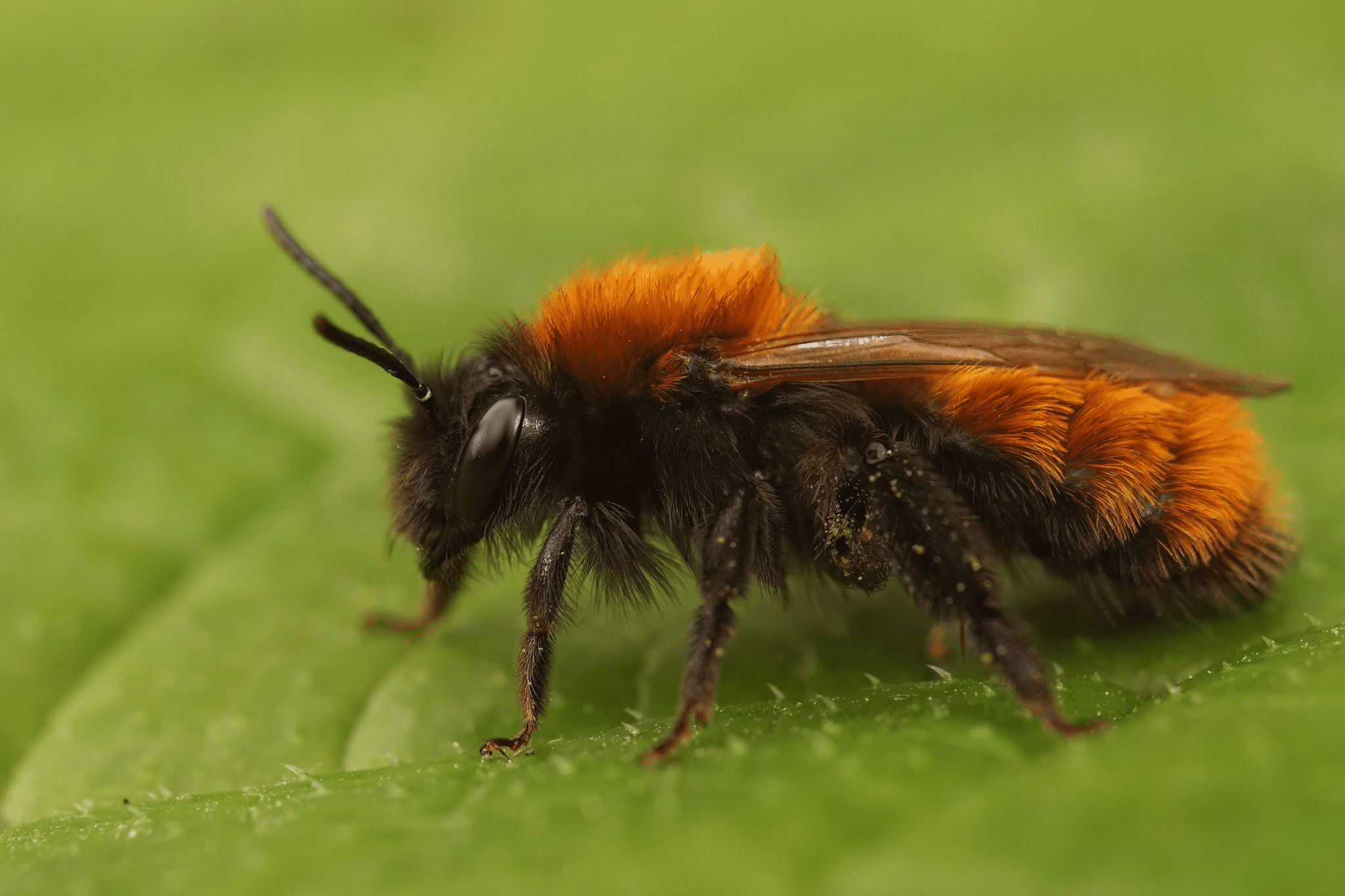 What Are Andrena Bees? | 7 Facts You Didn't Know | BeesWiki