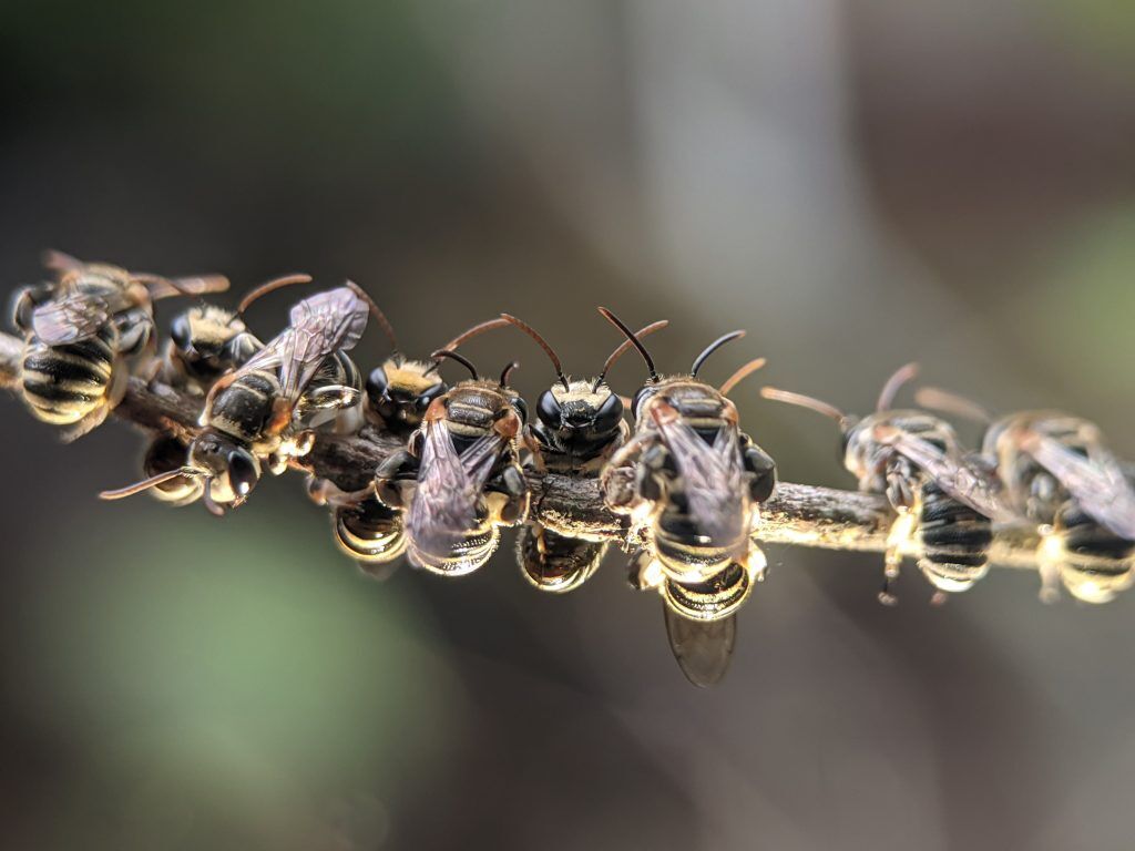 What Is A Stingless Bee? | Here's What You Need To Know