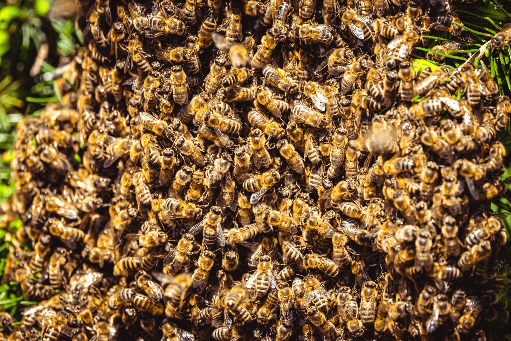 What Are Scout Bees? | What Makes Them So Important?