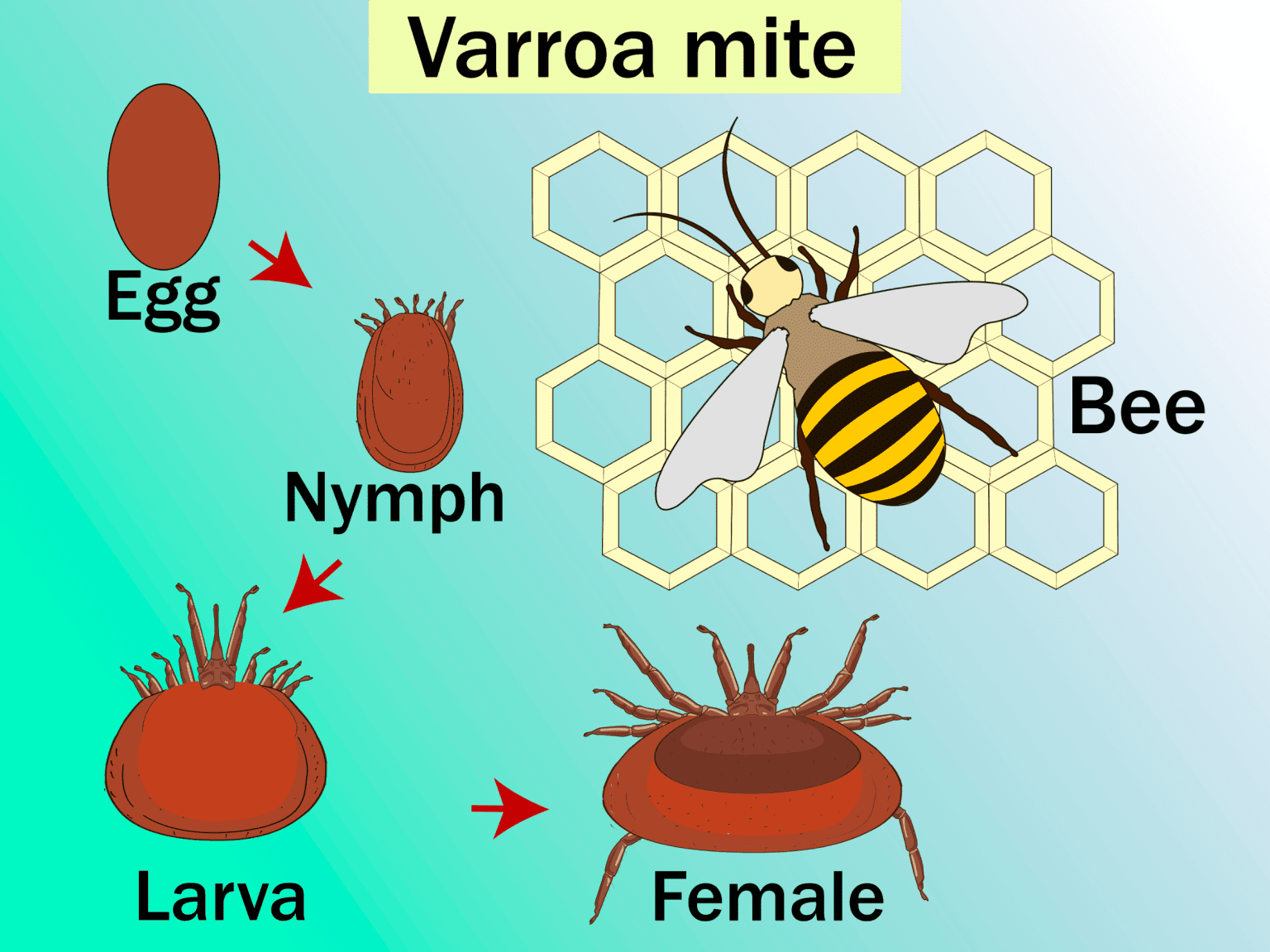 What Is A Varroa Mite? | 15 Facts On This Honey Bee Parasite