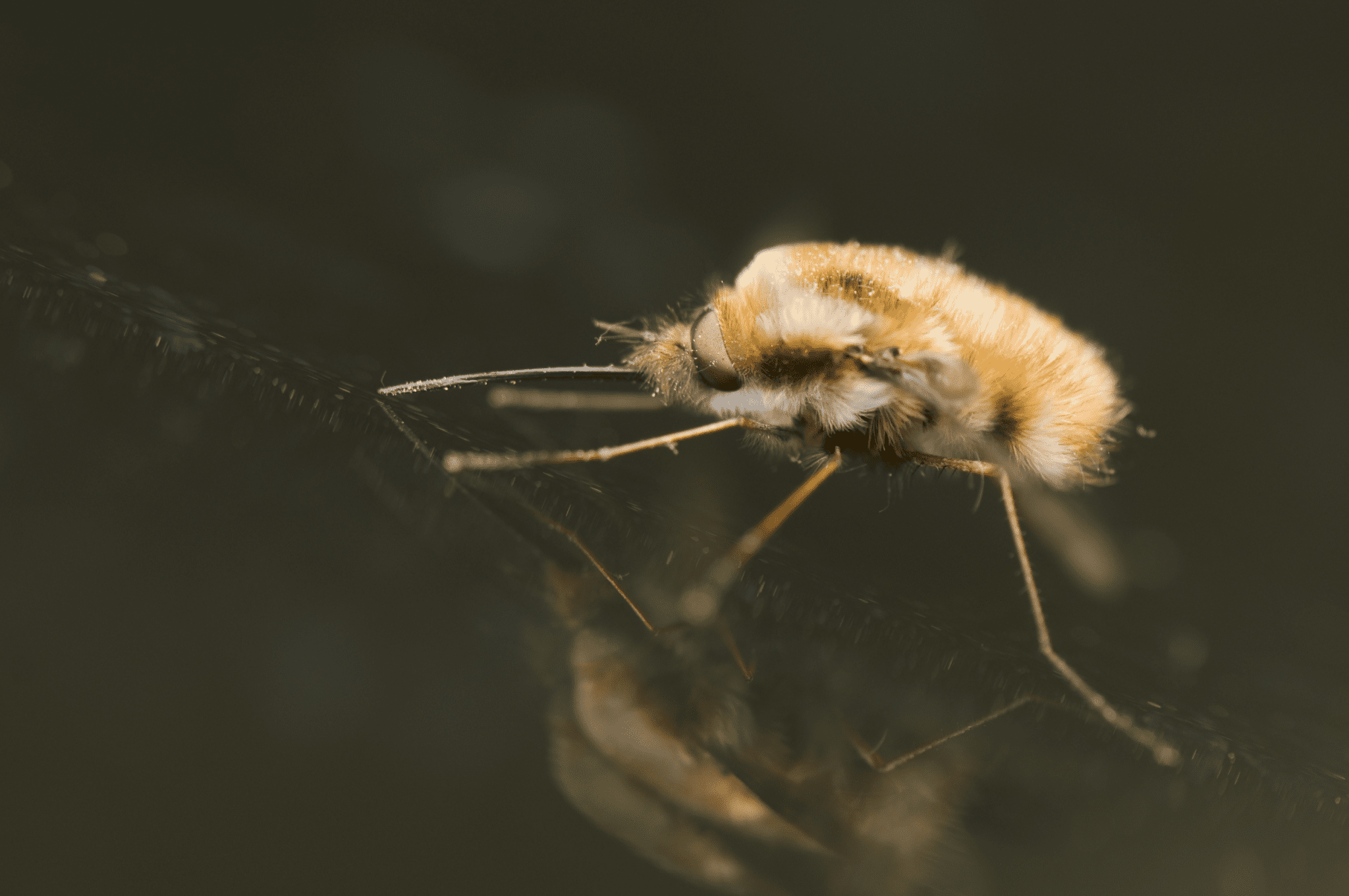 What Is A Bee Fly? | 10 Facts About This 'Bee Mimic'