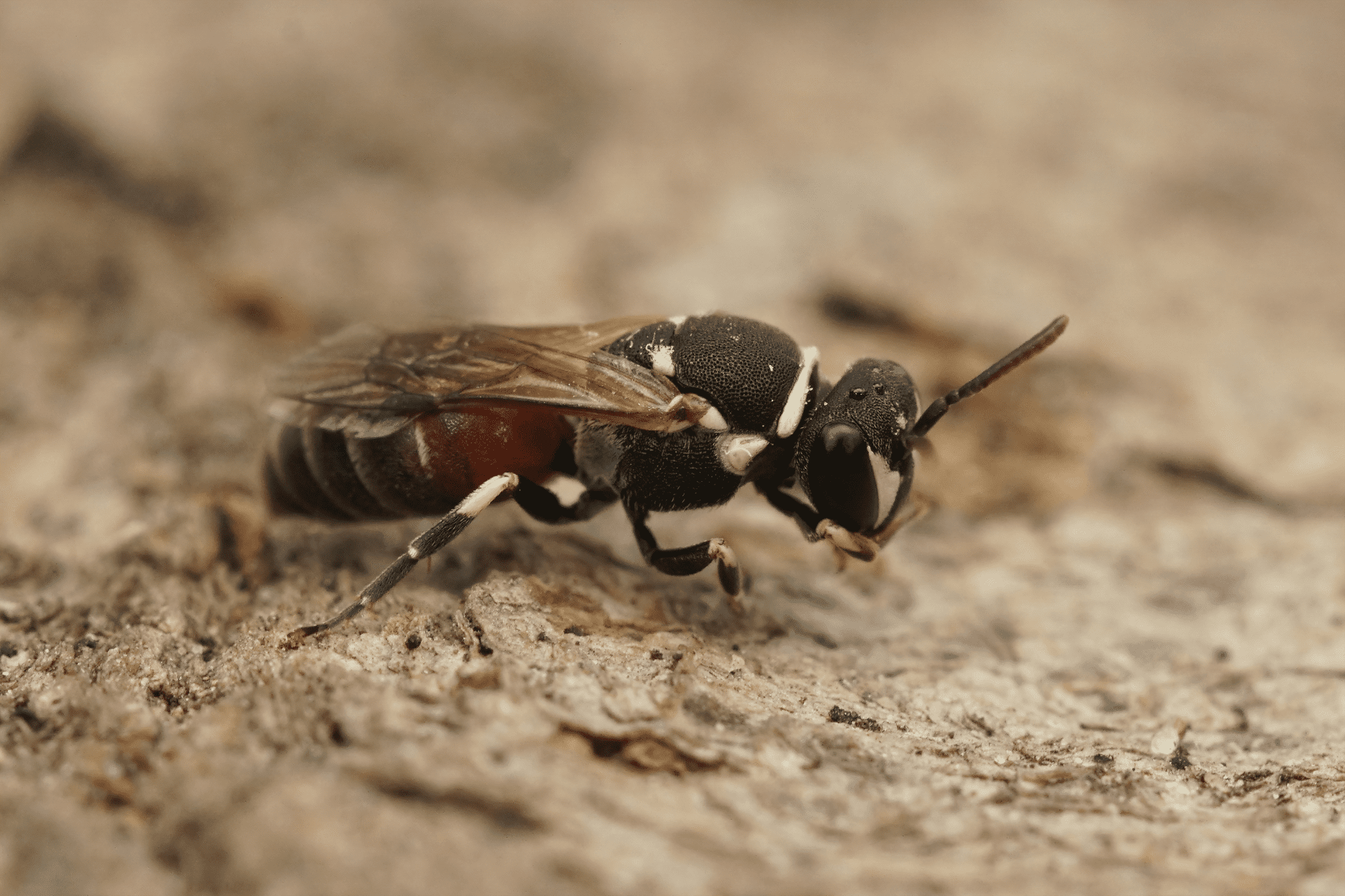 What Is A Masked Bee? | 10 Must Know Facts | BeesWiki