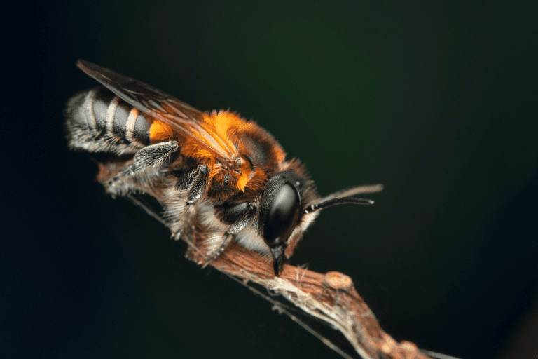 Bee Foraging | How Do Bees Forage?